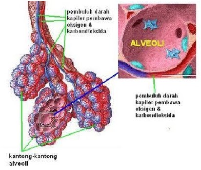 Sistem Respirasi (Pernafasan) Manusia | Biologi SMA 2011-2012 Terbaru