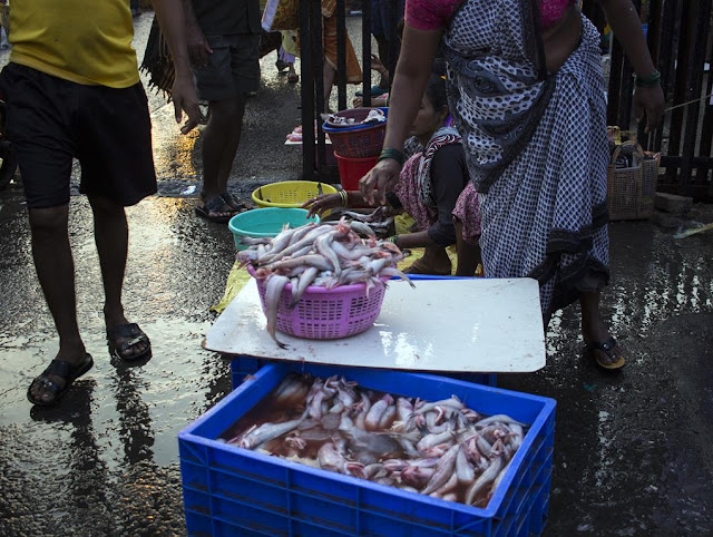 Mumbai Daily: Bombay duck