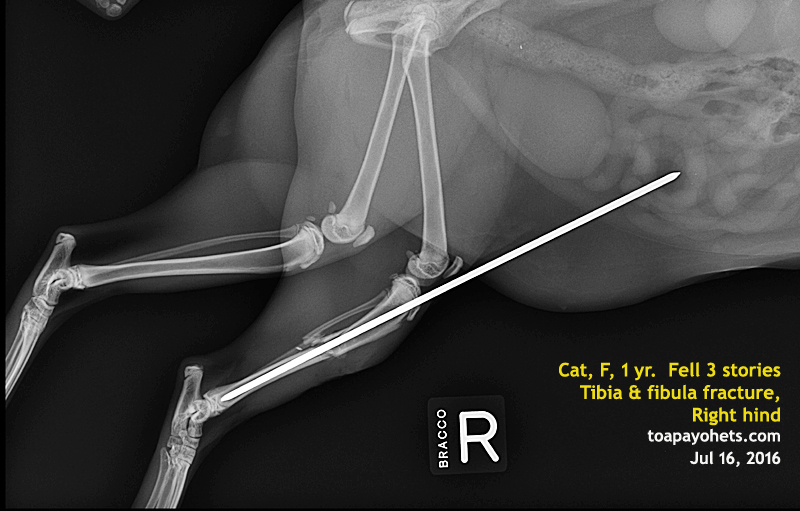 Cat Tibia And Fibula