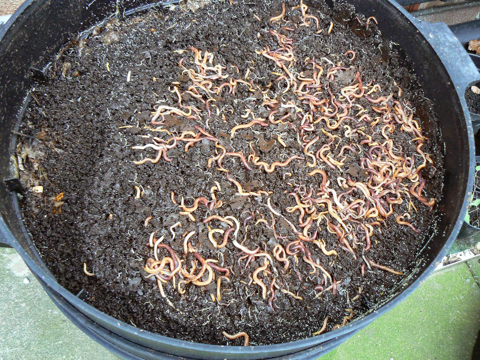 Simon Sherlock's Weblog: Troubleshooting Your Wormery