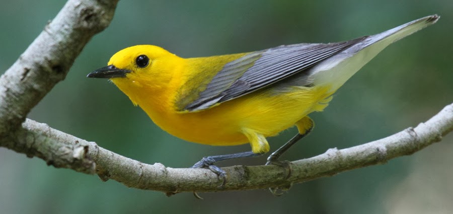 Vickie Henderson Art: Tennessee Conservationist Magazine--A Nest Box ...