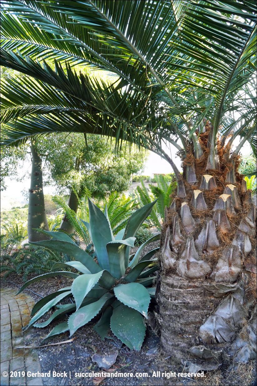Aloes in Wonderland, the best-ever name for a nursery