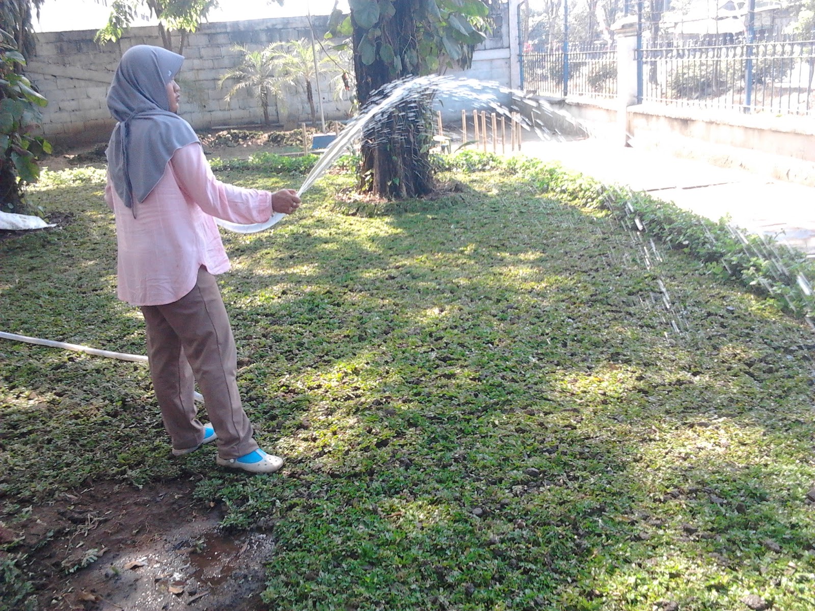 penanaman rumput taman di PT. MIWON INDONESIA km 24 kecematan driyorejo ...