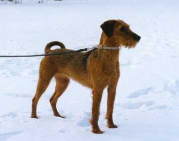 Pedigree Dogs Exposed - The Blog: So, what do you get if...