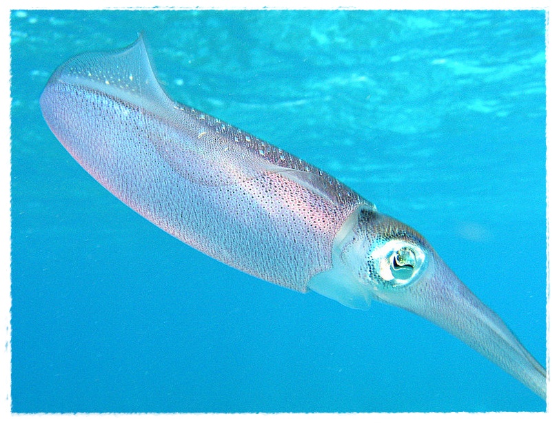 Gambar Cumi-cumi | Dunia Binatang