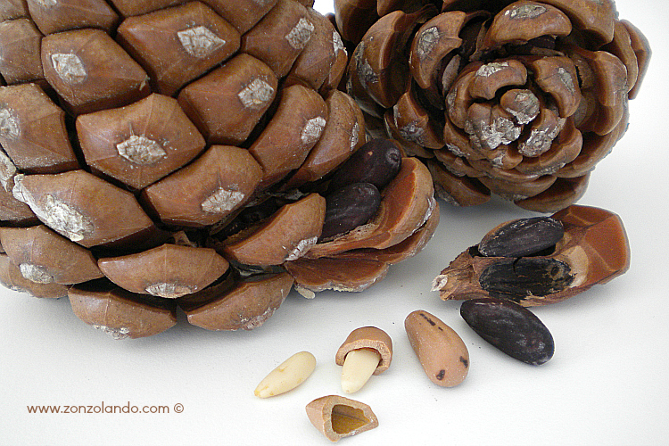Storia di un pinolo | Zonzolando