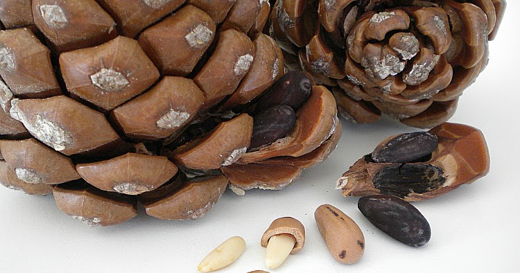 Storia di un pinolo | Zonzolando