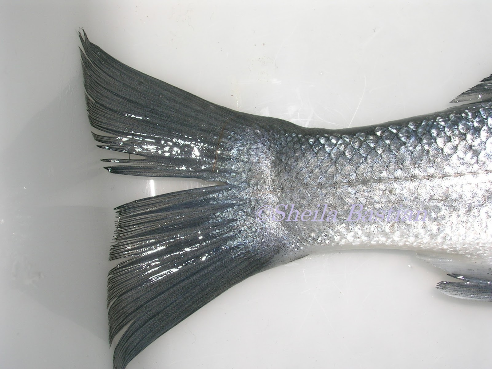 Science Magazine: STUDYING THE ANATOMY OF A FISH