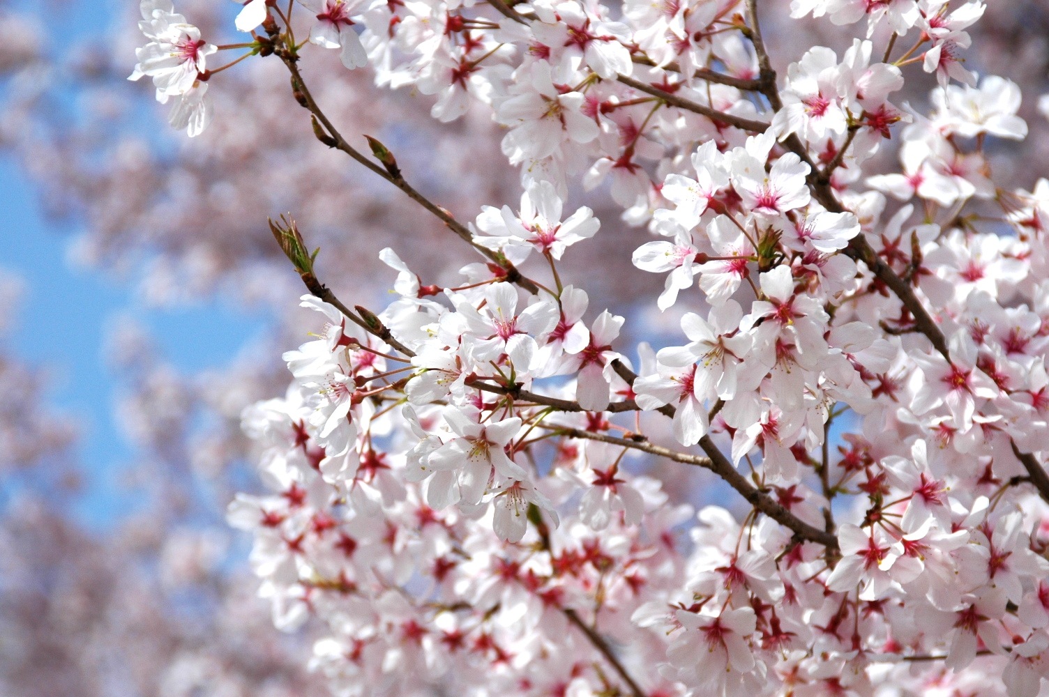 Petra & gänget: Vår