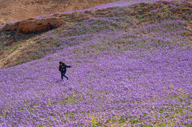 Spring Colors of Saudi Arabia
