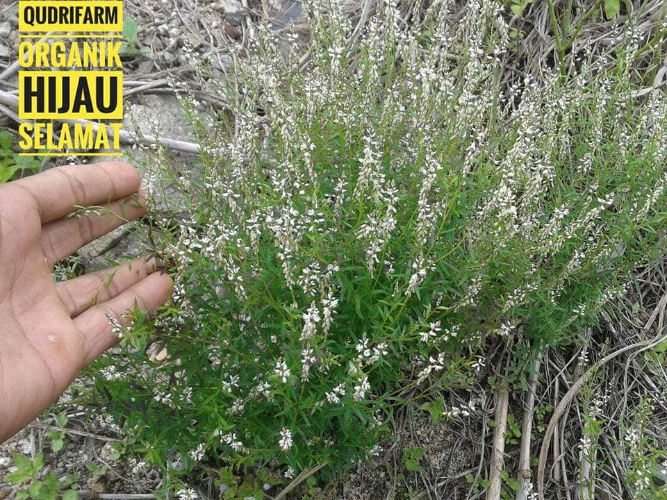 QudRiFaRm: AKAR TUJU ANGIN QUDRIFARM