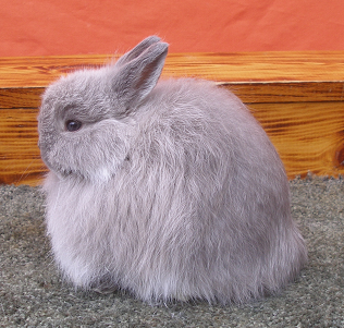 M an' M Rabbitry Blog: Cute Upcoming Juniors & More New M an' M ...