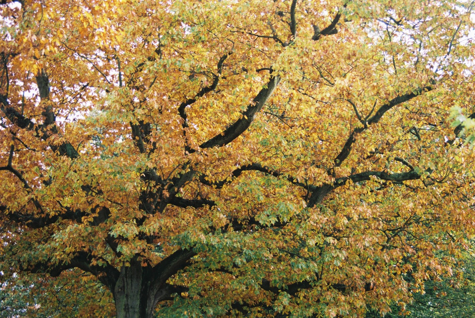 Photos by H: Glorious Autumn Colours Kew 20.1012