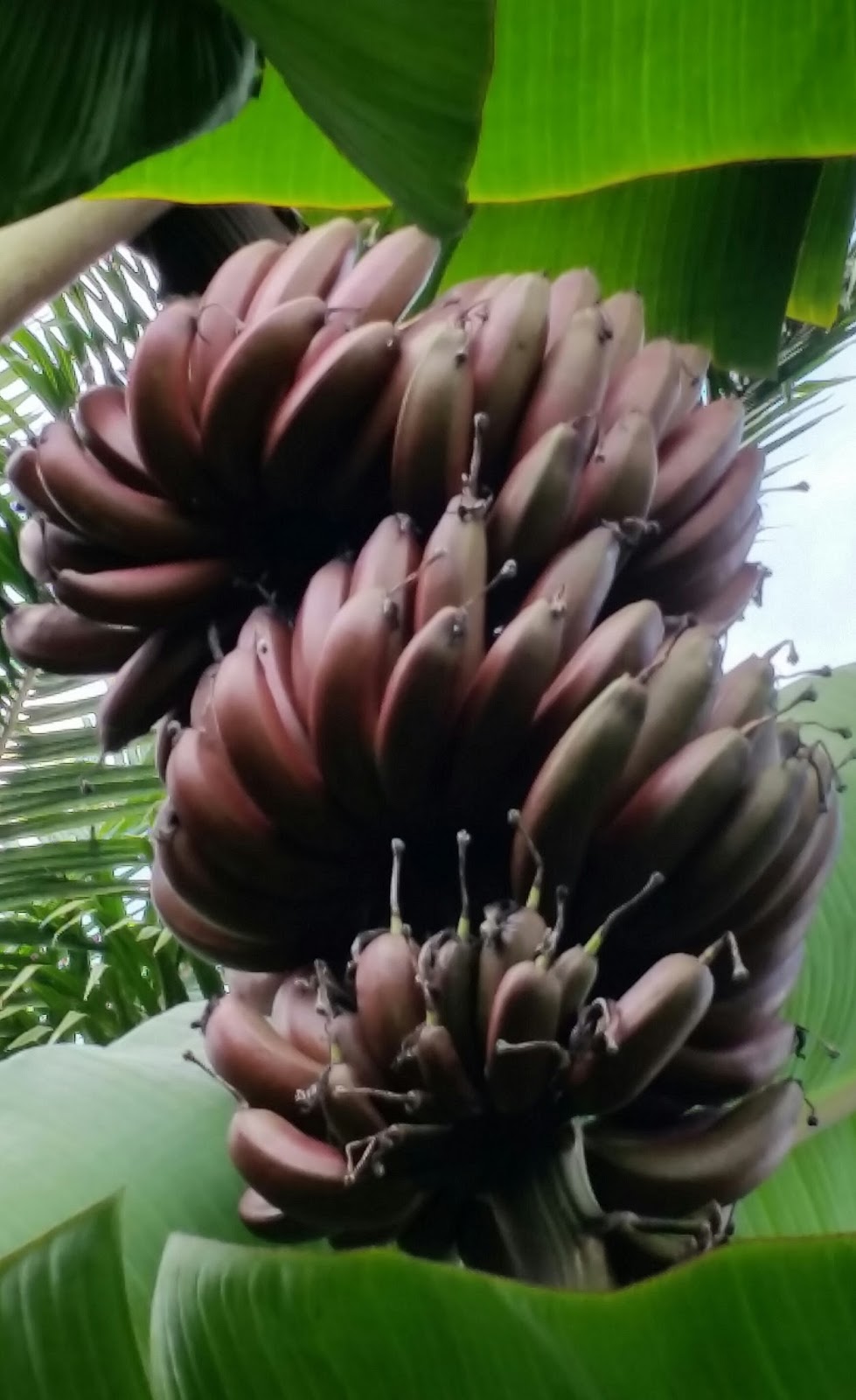 Warisan Petani: Riwayat Hidup Pisang Raja Udang