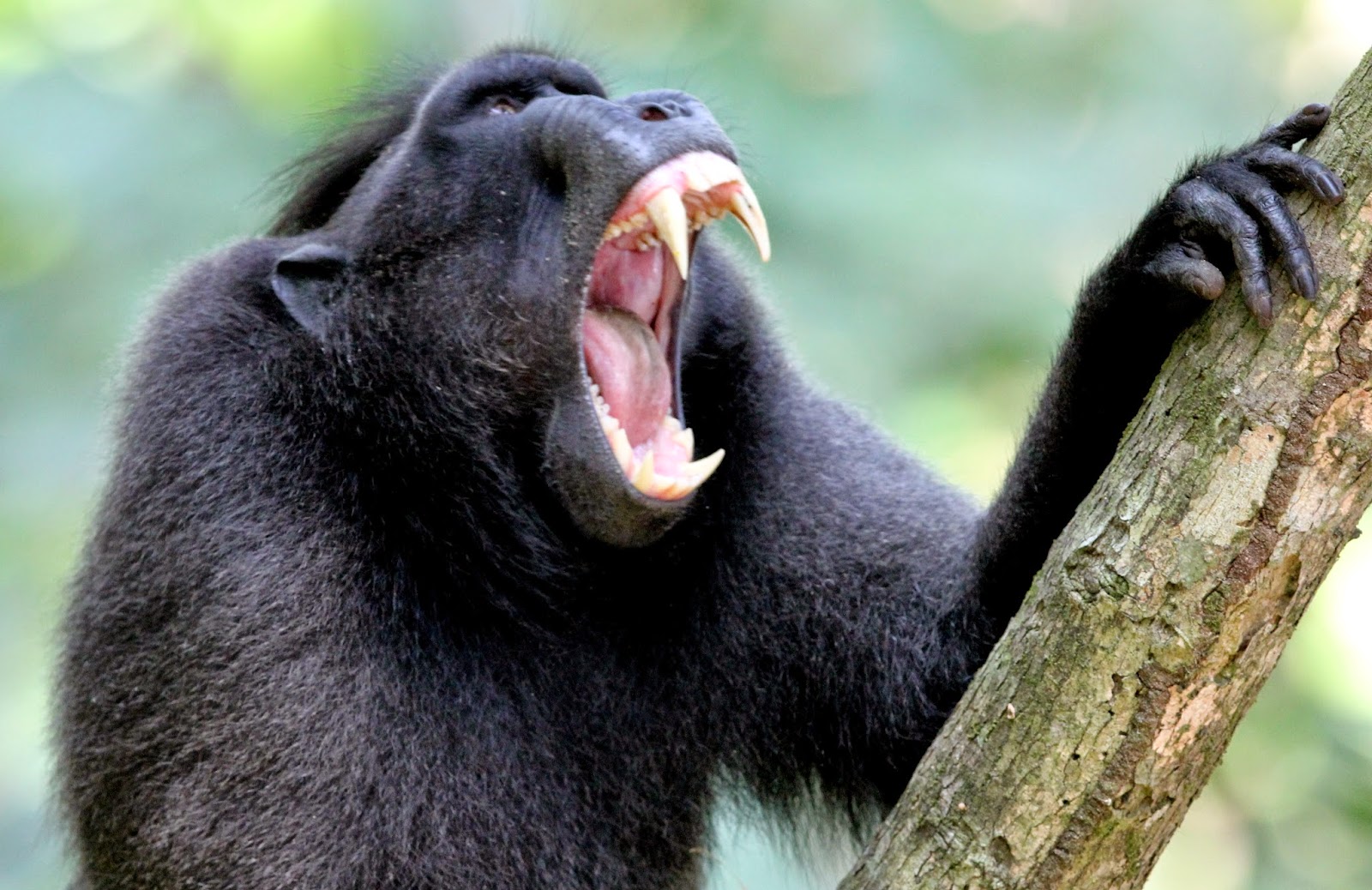 Worldbirder: Sulawesi Crested Macaque: Photo essay