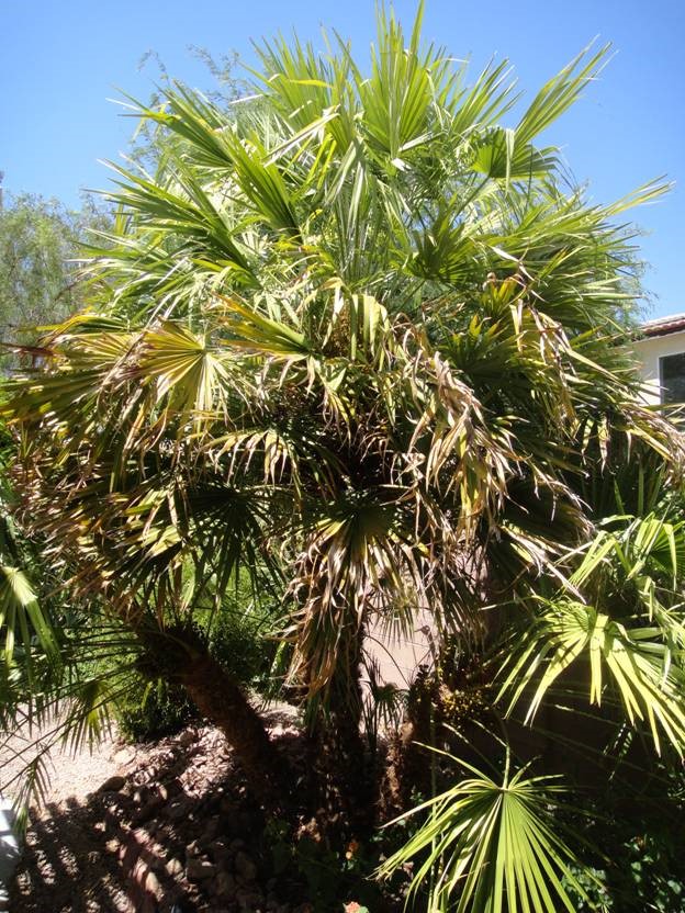 Xtremehorticulture of the Desert: Palm Fronds Browning on Multi-Trunked ...