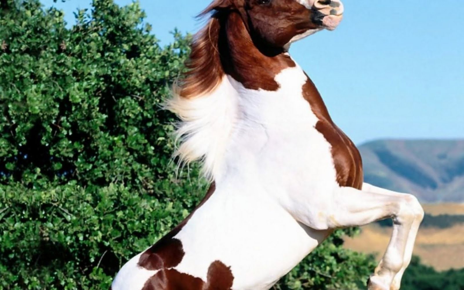 Poze Cai Horses Wallpapers: Poze Cai de rasa horses