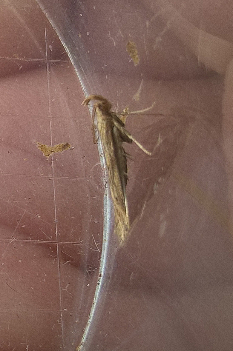 Non-Stop Birding: Lodza moffs