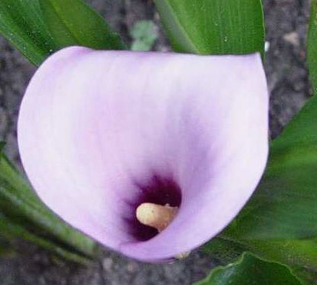 Gallery of Callas Lilies by Color: Purple Calla Lilies