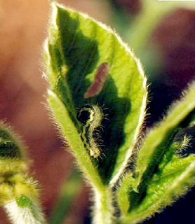 Plagas en Soja: Isoca bolillera, Heliothis gelotopoeon