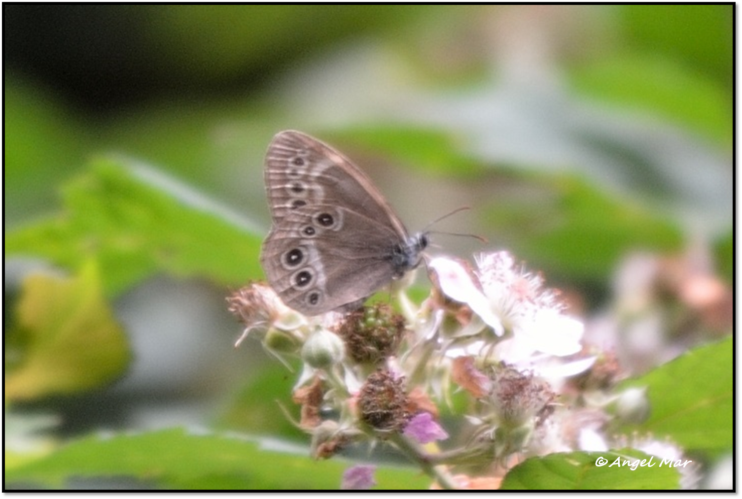 Butterflies and Dragonflies