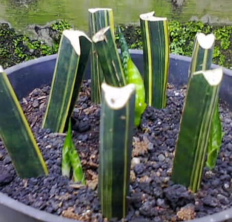 7 Macam jenis Stek Dalam Kehidupan Sehari - Hari - Anak Tani