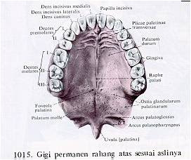 Anatomi Cavitas Oris - Struktur - CatatanDokter
