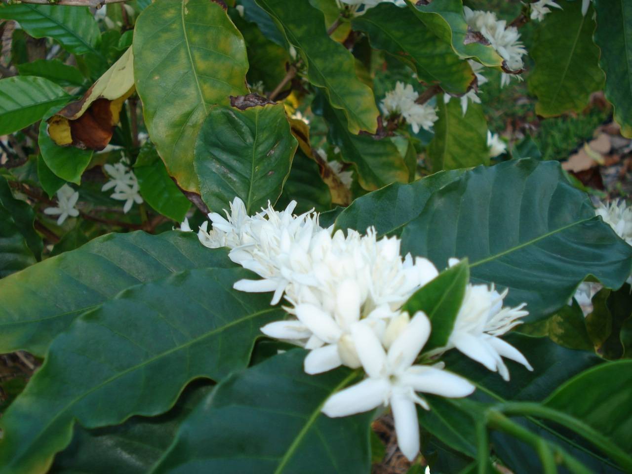 When Blooms the Coffee ~ Kuriositas