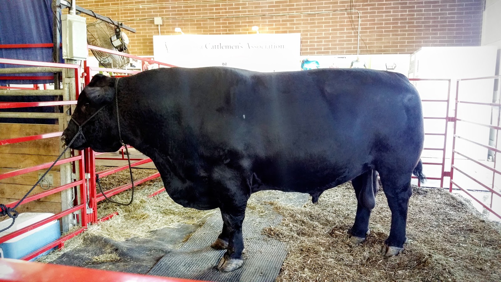 History and Culture by Bicycle: 2016 Iowa State Fair: Super Bull