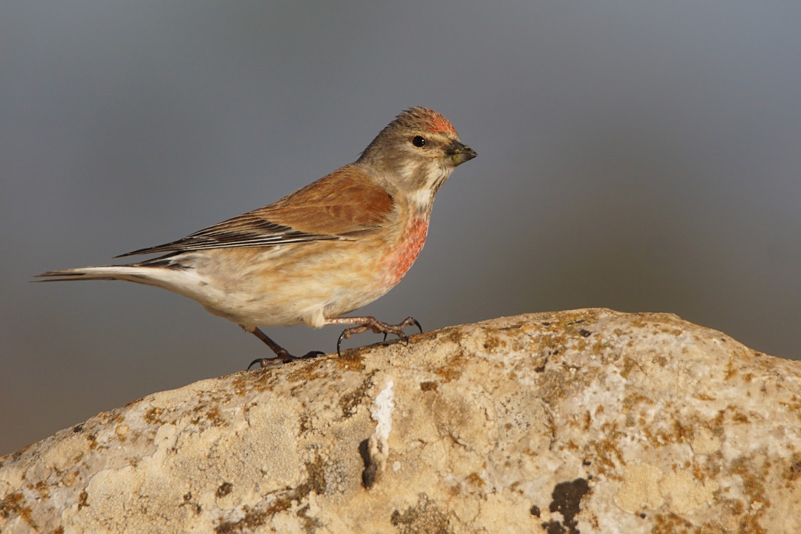 Pasión por las aves: Pardillo común.(Carduelis cannabina)