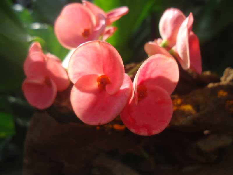 Bunga Euphorbia Pink dan Pohon Merica - Rumah Daun Muda
