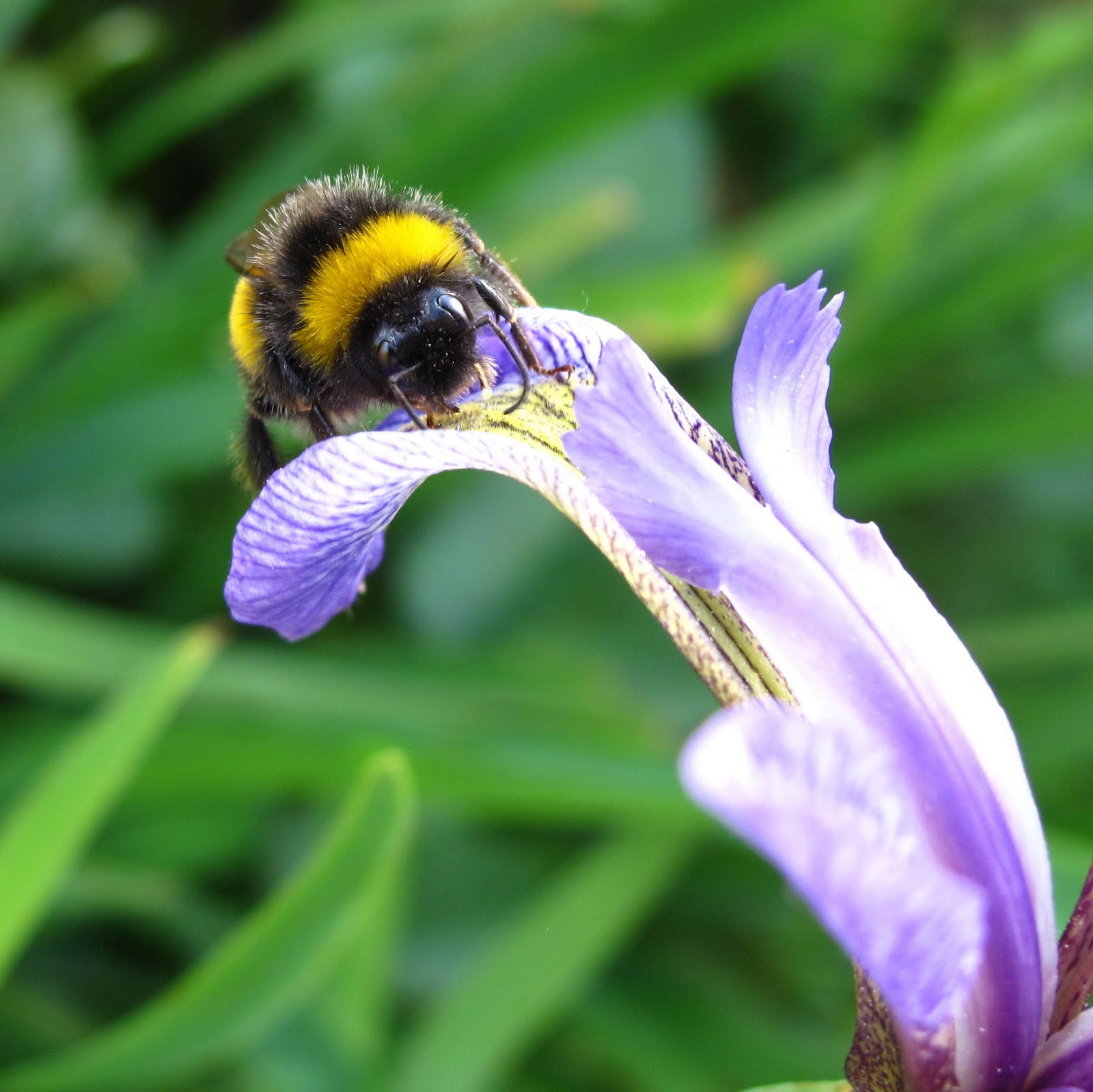 BugBlog: A resourceful bumblebee