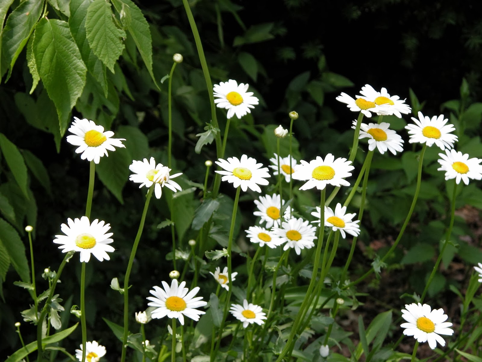 The English Cubby: Types of Plants