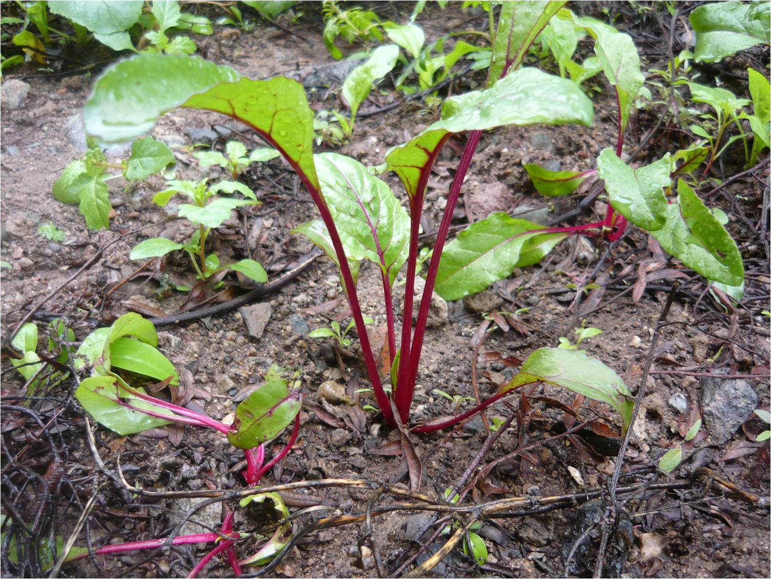 ALTERNATIVA ECOLÓGICA: CULTIVO DE BETARRAGA
