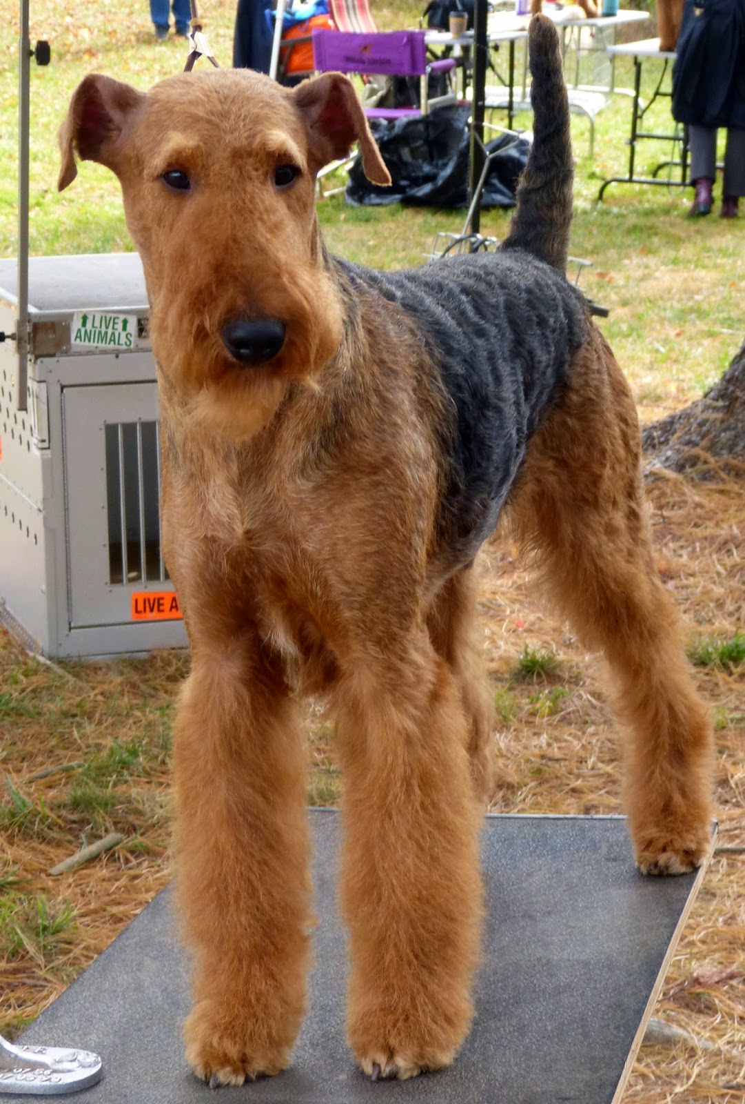 Ray's Retirement: Airedales at the Montgomery County Kennel Club ...