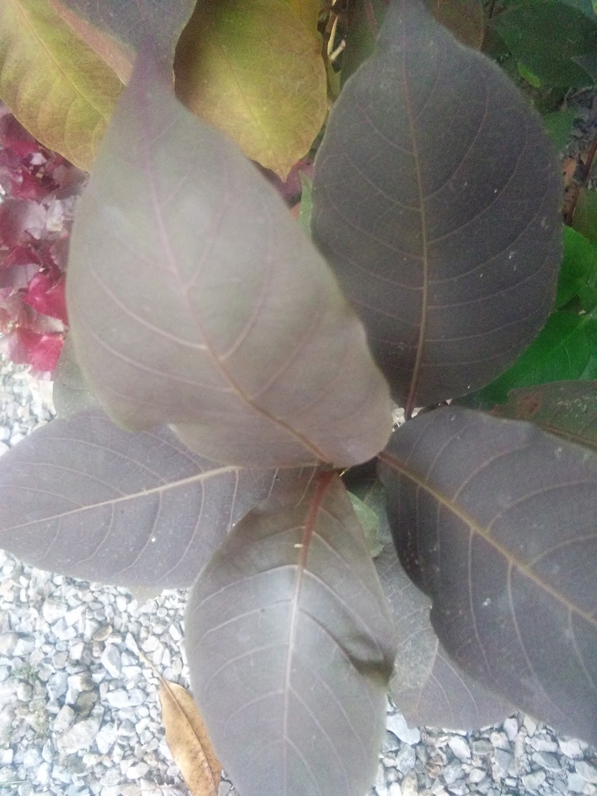 D' Qasih: unique leaf pattern ....... like a natural art ...