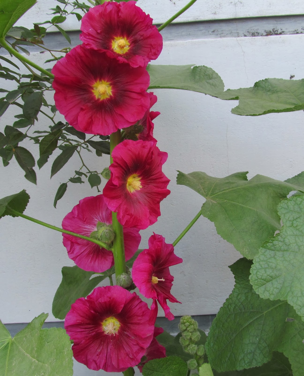 NATURAL & UNIQUE PHOTOGRAPHY: HOLLY HOCK FLOWERS
