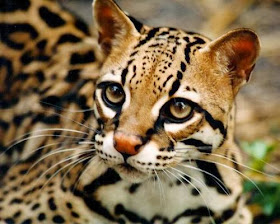Keanu The Ocelot Pet Day Animals Animals Of The World