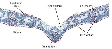 gadoo-gadoo.com: Sistem jaringan penyusun tubuh tumbuhan