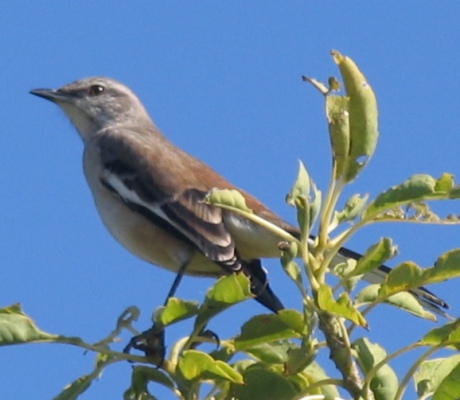 Cultura Guaraní: La Calandria