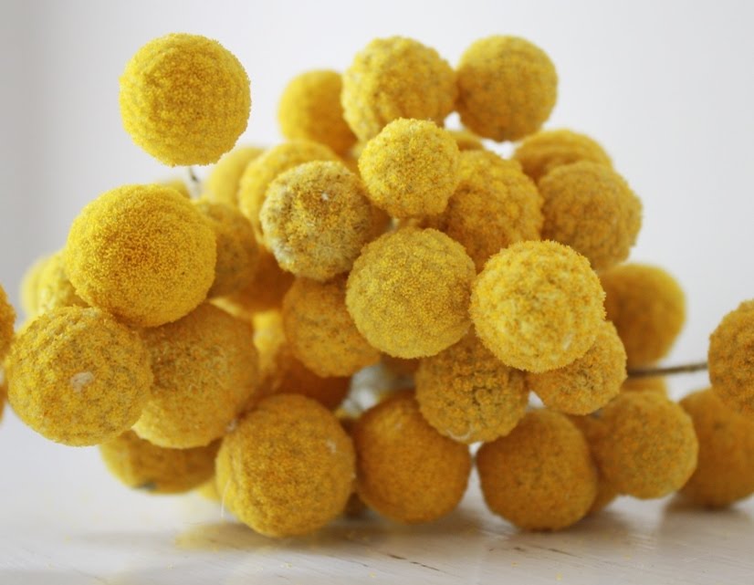 Beauty Of Flowers: Billy buttons