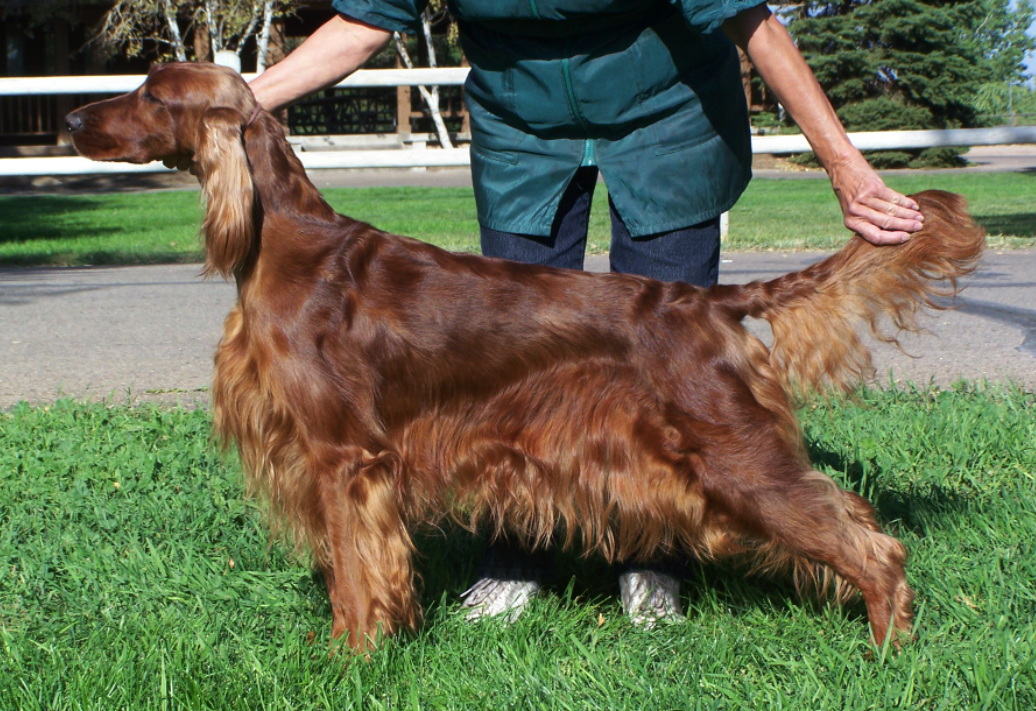 Mis Setter Irlandés Allegiance: Setter Irlandés : Para leer y ...