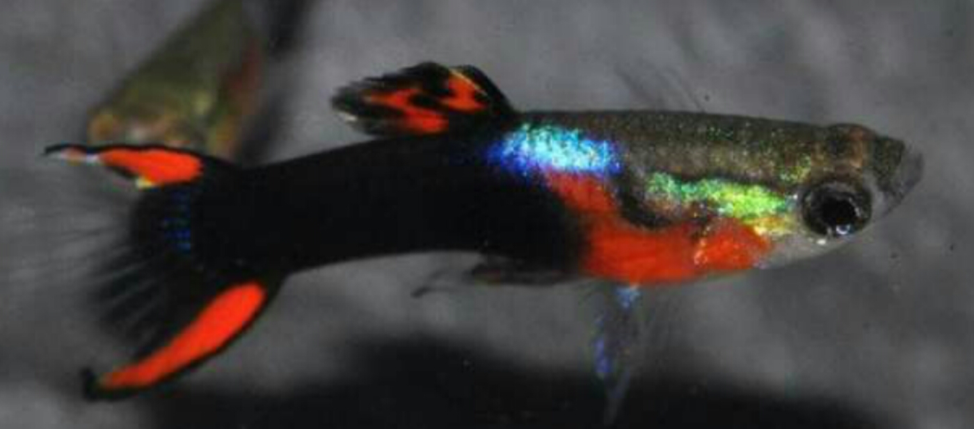 ENDLER POECILIA WINGEI Livebearers Cumana Area @endlerpoeciliawingei ...