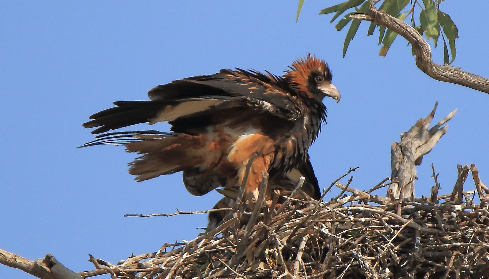 Richard Waring's Birds of Australia: Latest update on the Black ...