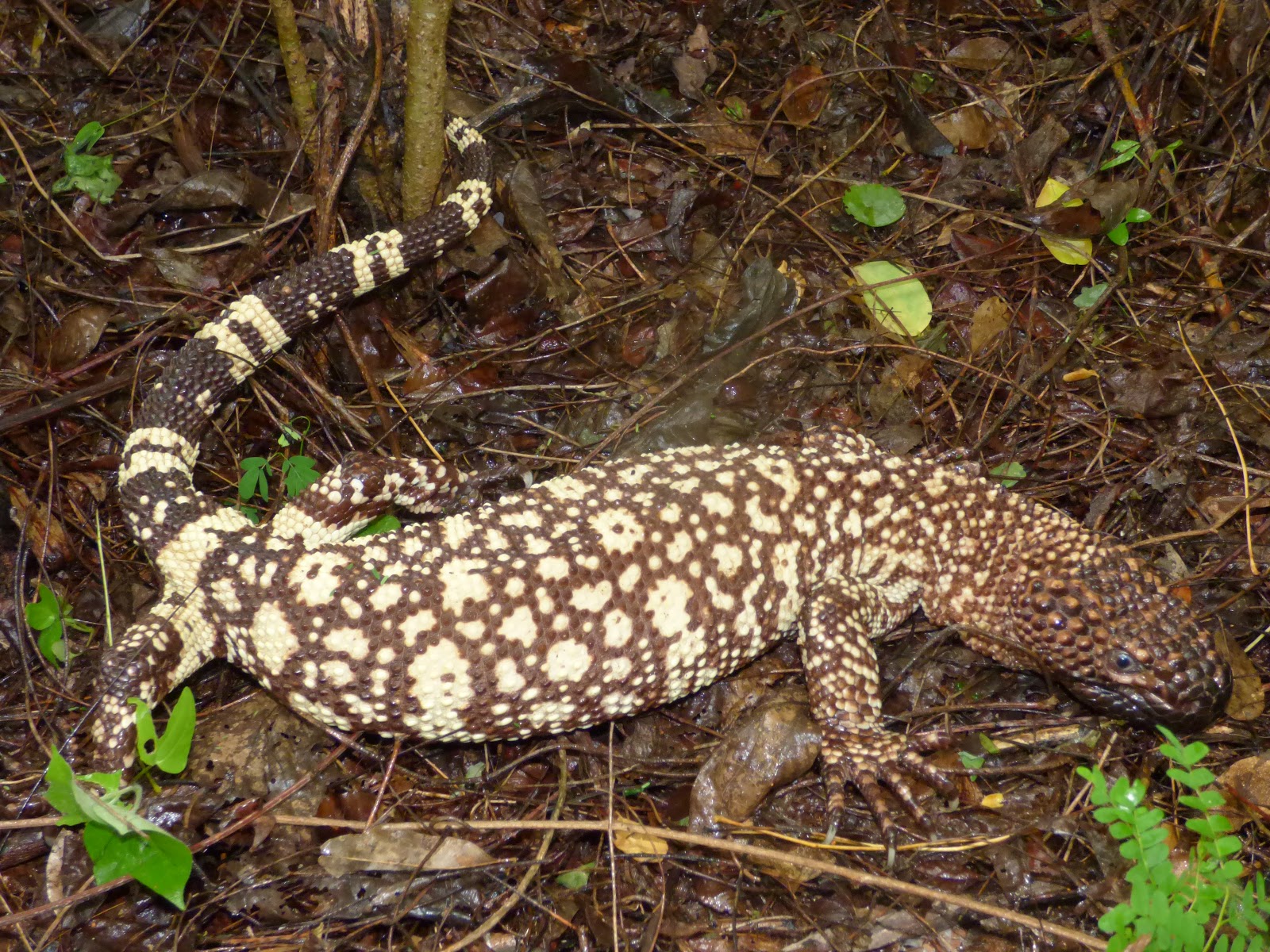 BASABIZITZA: noviembre 2018