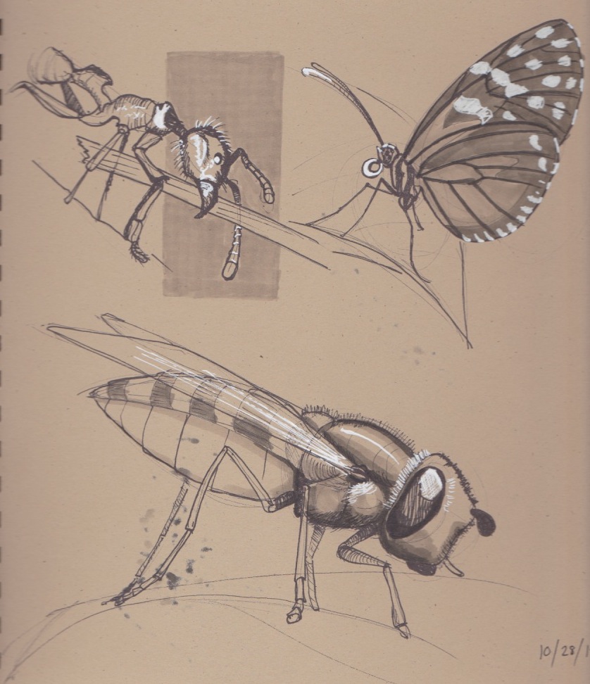 Gina Draws . . .: Dynamic Sketching Week 4 - Insects