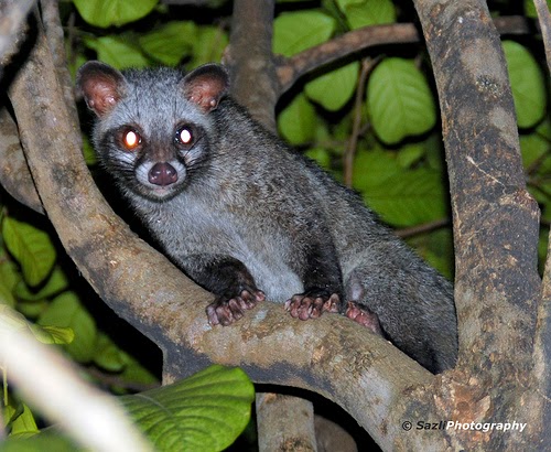 Ragam Hewan Dunia: Musang Pandan