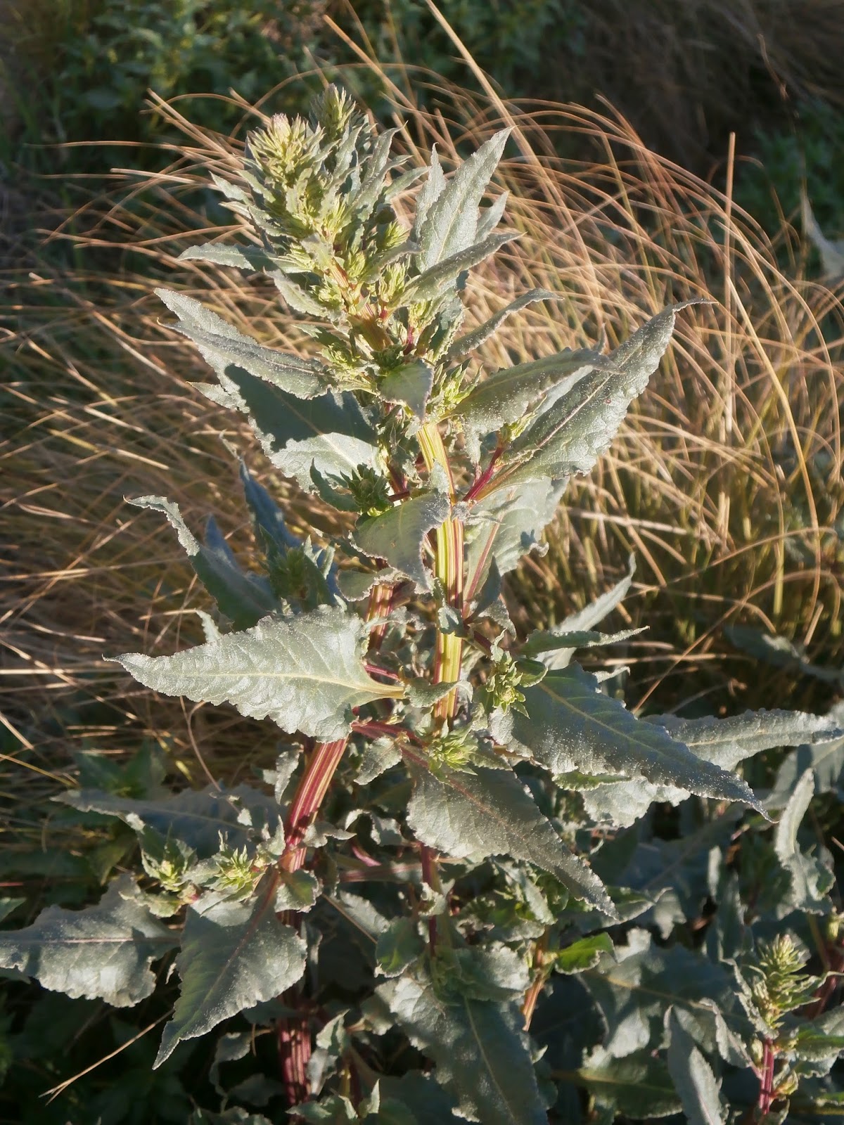 HERBARIO VIRTUAL DE BANYERES DE MARIOLA Y ALICANTE: Beta maritima ...