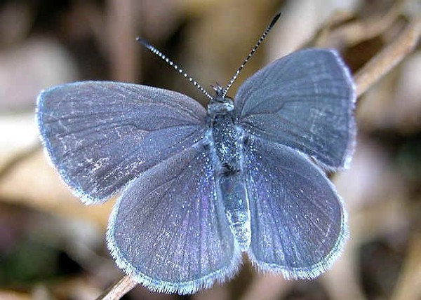 The Fine Living Muse : My secret love with the color periwinkle and why ...