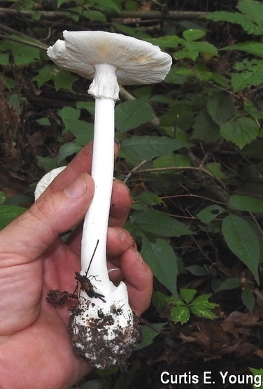 The Write Stuff: Mushrooms v. Toadstools